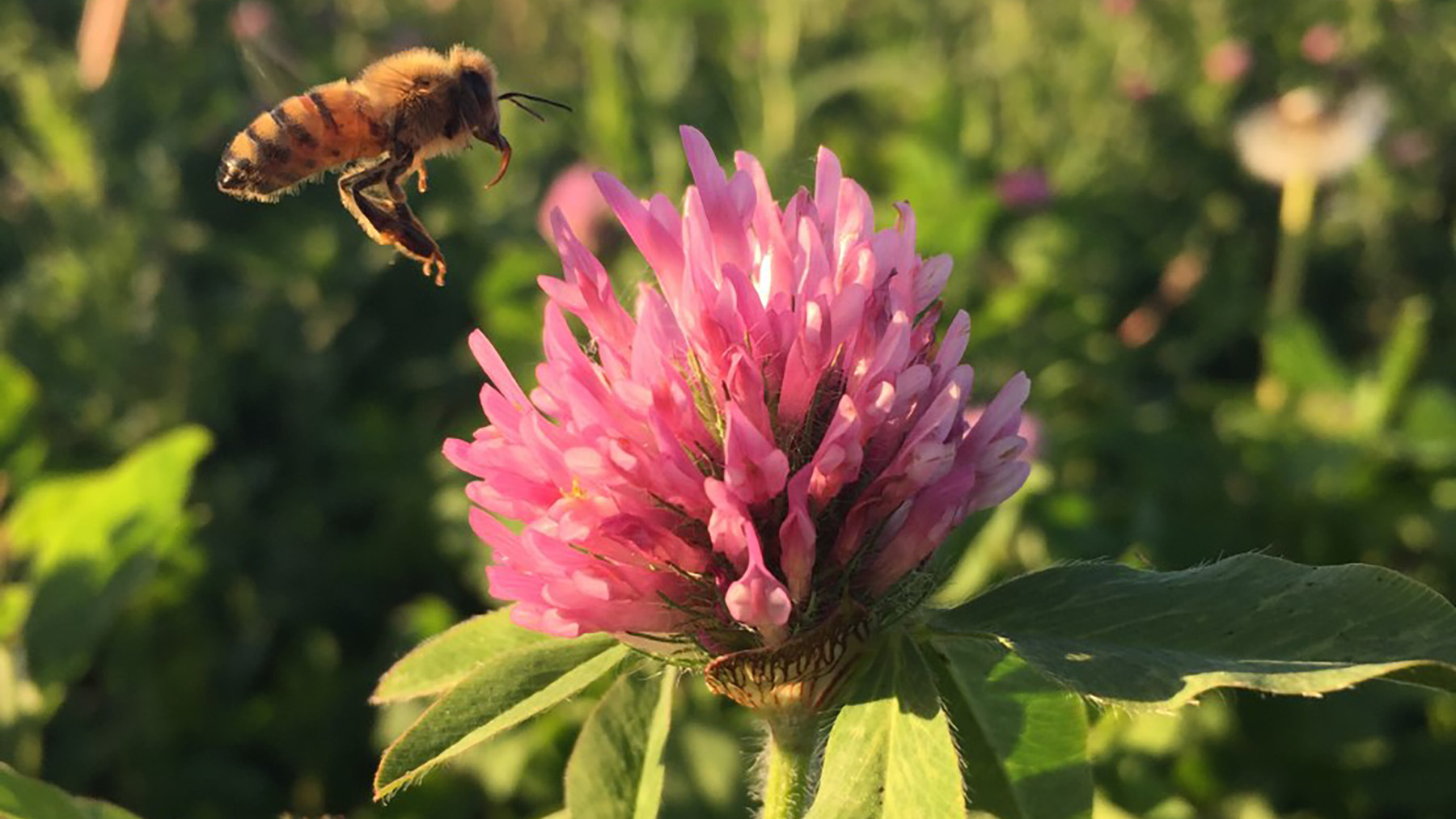 Illinois Featured Content