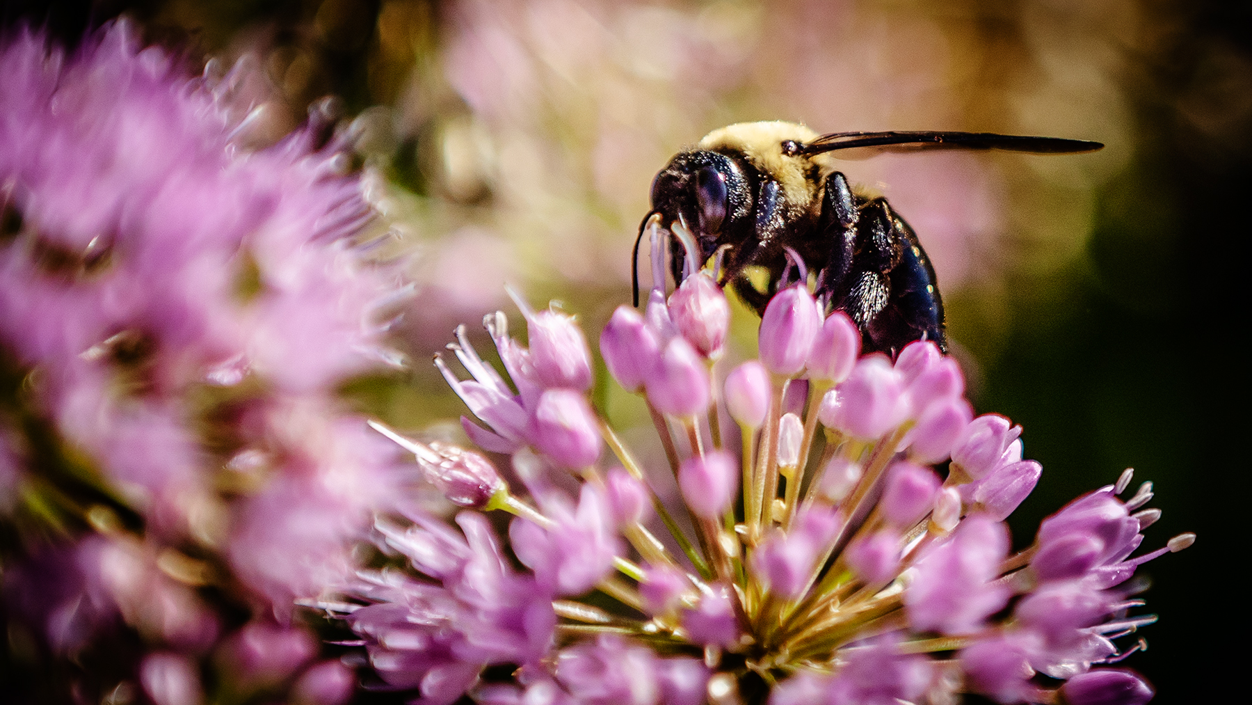 Illinois Featured Content