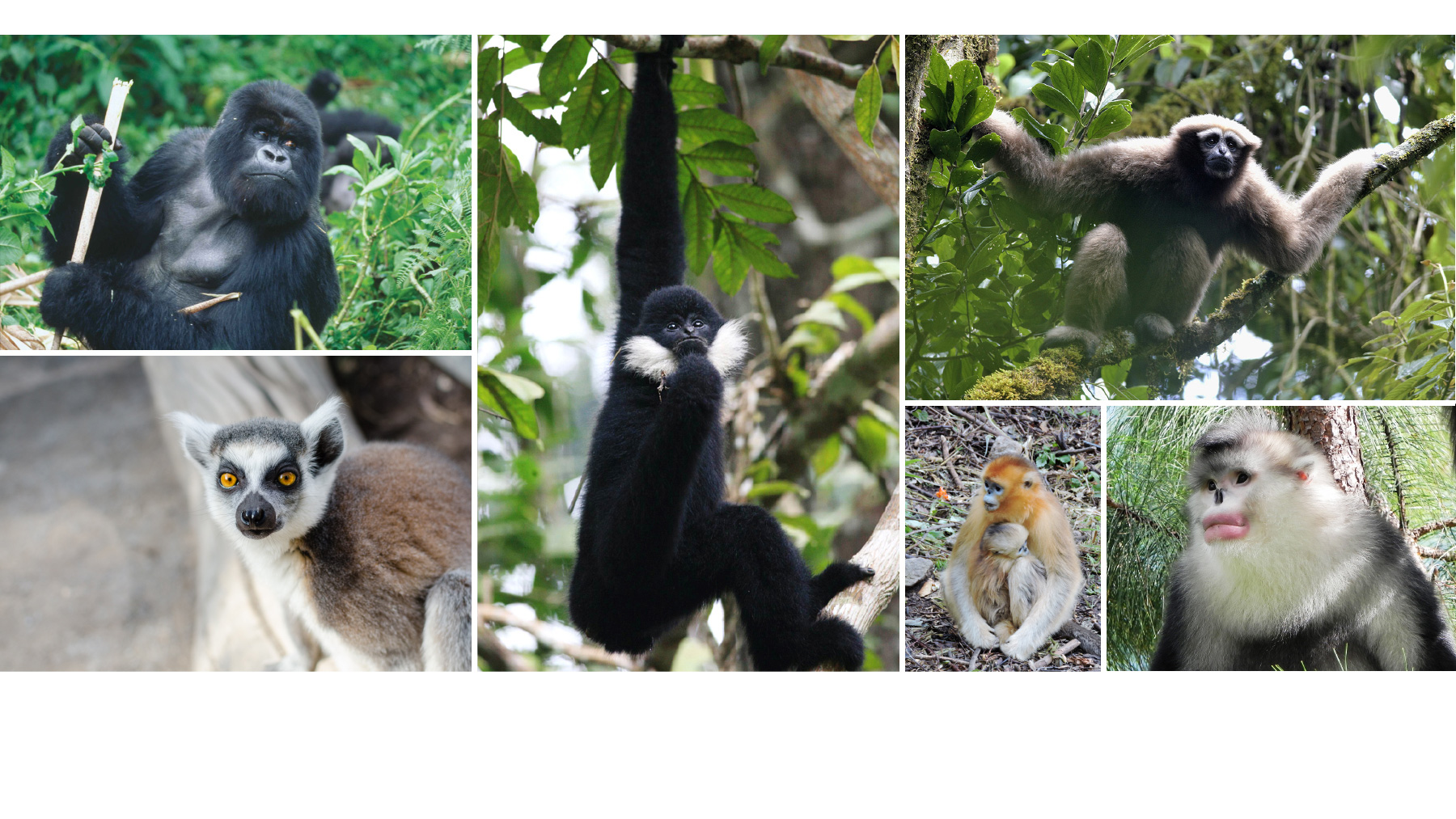 Illinois Featured Content