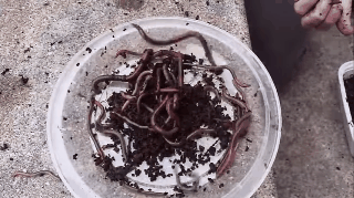 Illinois Featured Content