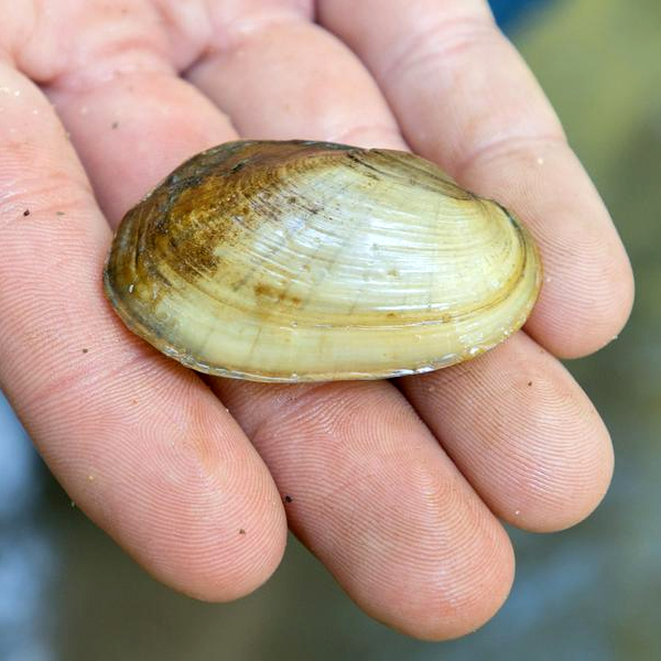 Prairie Research Institute News