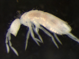 Prairie Research Institute News