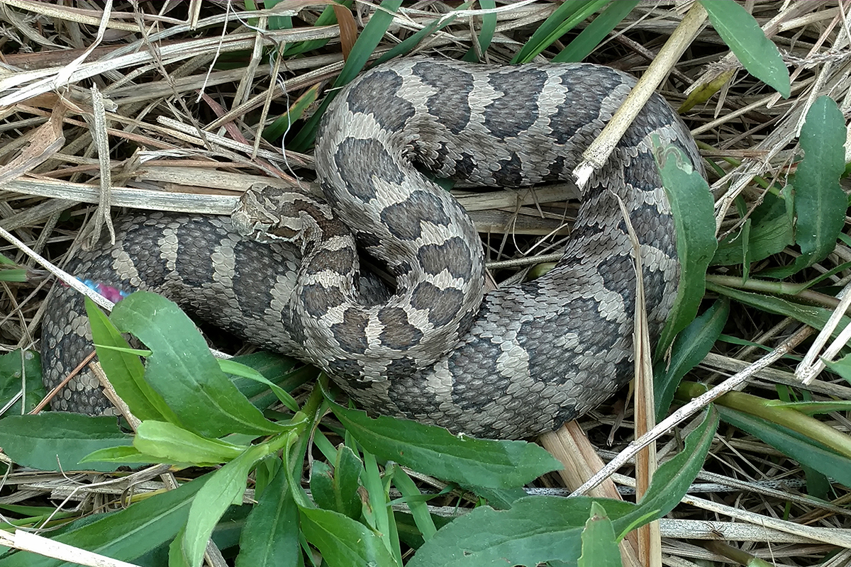 Prairie Research Institute News