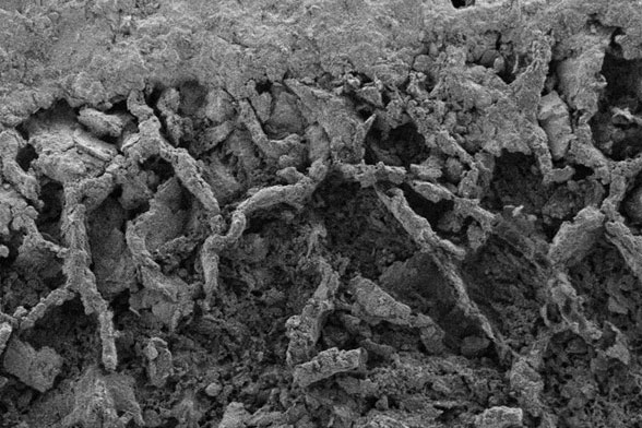 Prairie Research Institute News