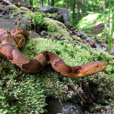 PRI reports and publications